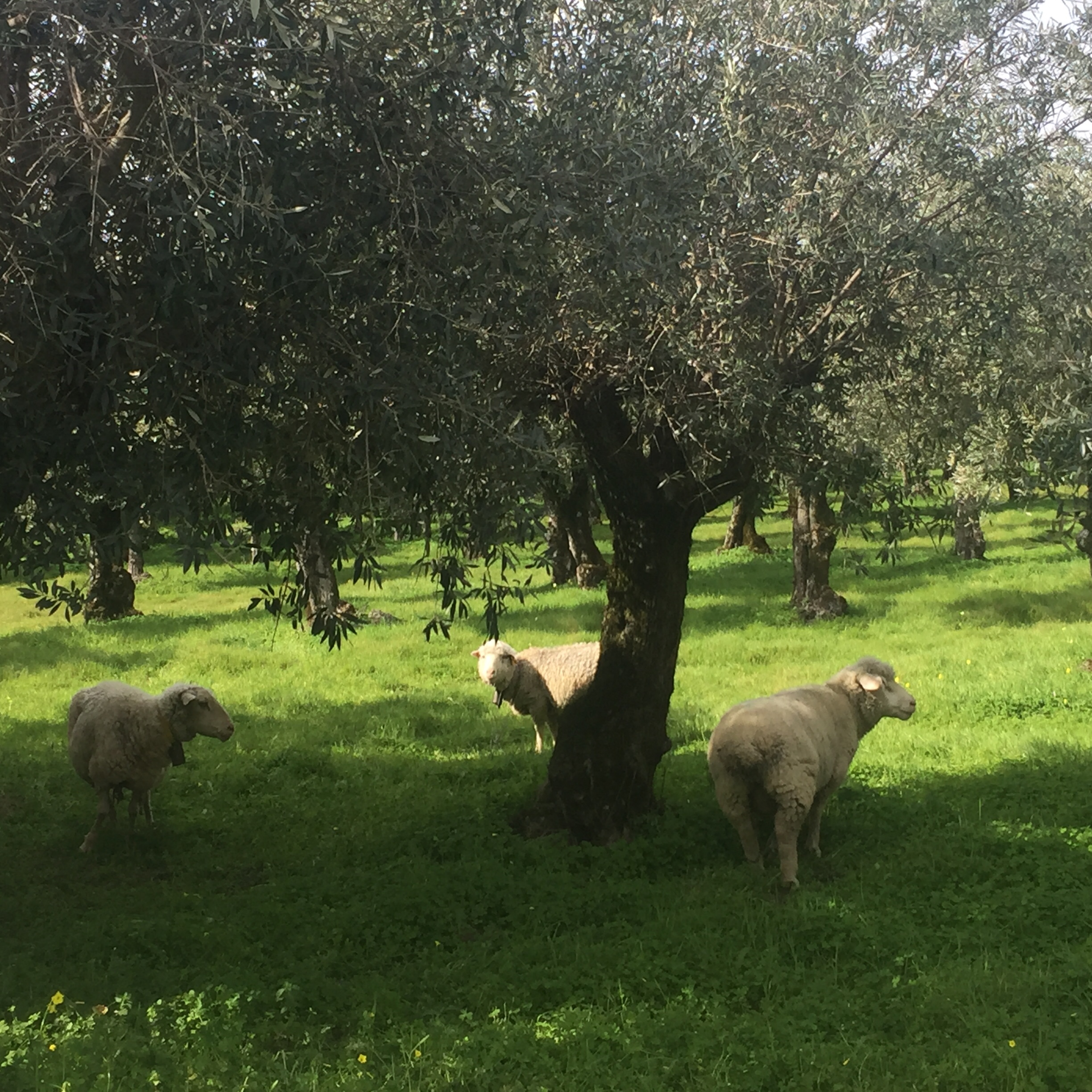 Our Iberian Pork Hunt – Featherstone Farm